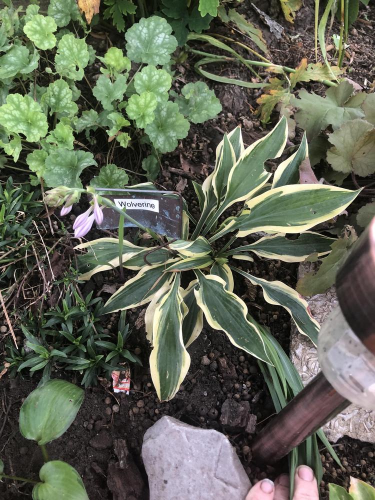 Hosta 'Wolverine' in the Hostas Database - Garden.org