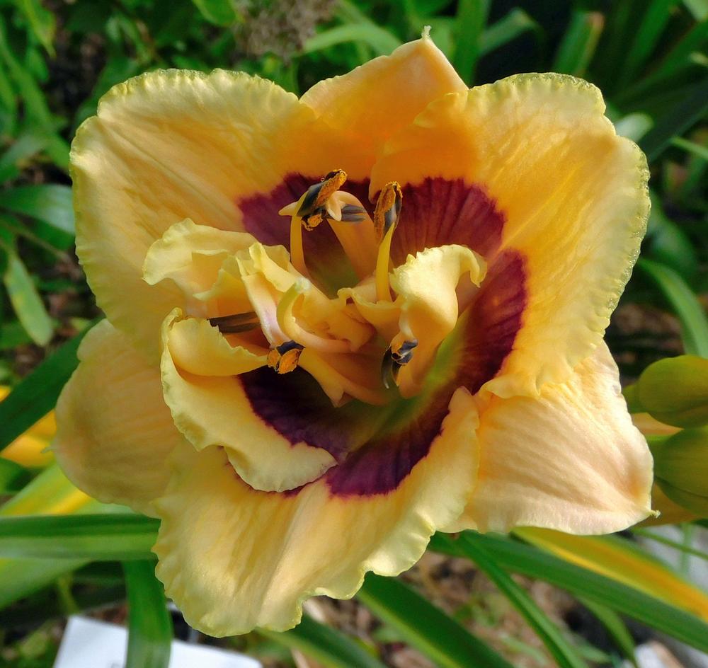 Photo of the bloom of Daylily (Hemerocallis 'Exotic Etching') posted by ...