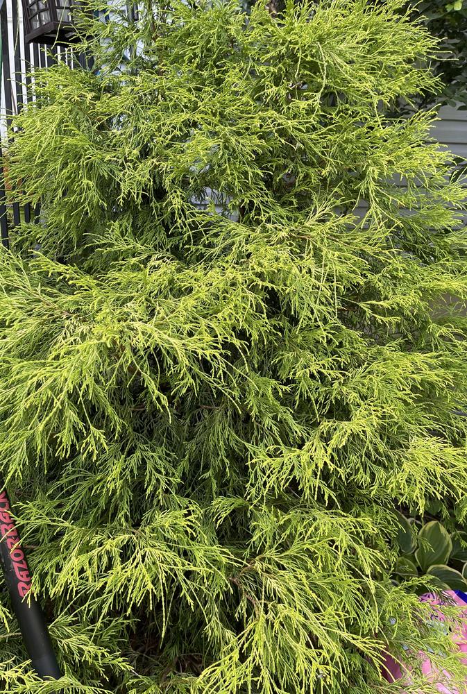 Photo of the entire plant of Sawara Cypress (Chamaecyparis pisifera ...