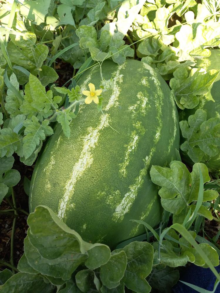 Photo of the fruit of Watermelon (Citrullus lanatus 'Estrella') posted ...