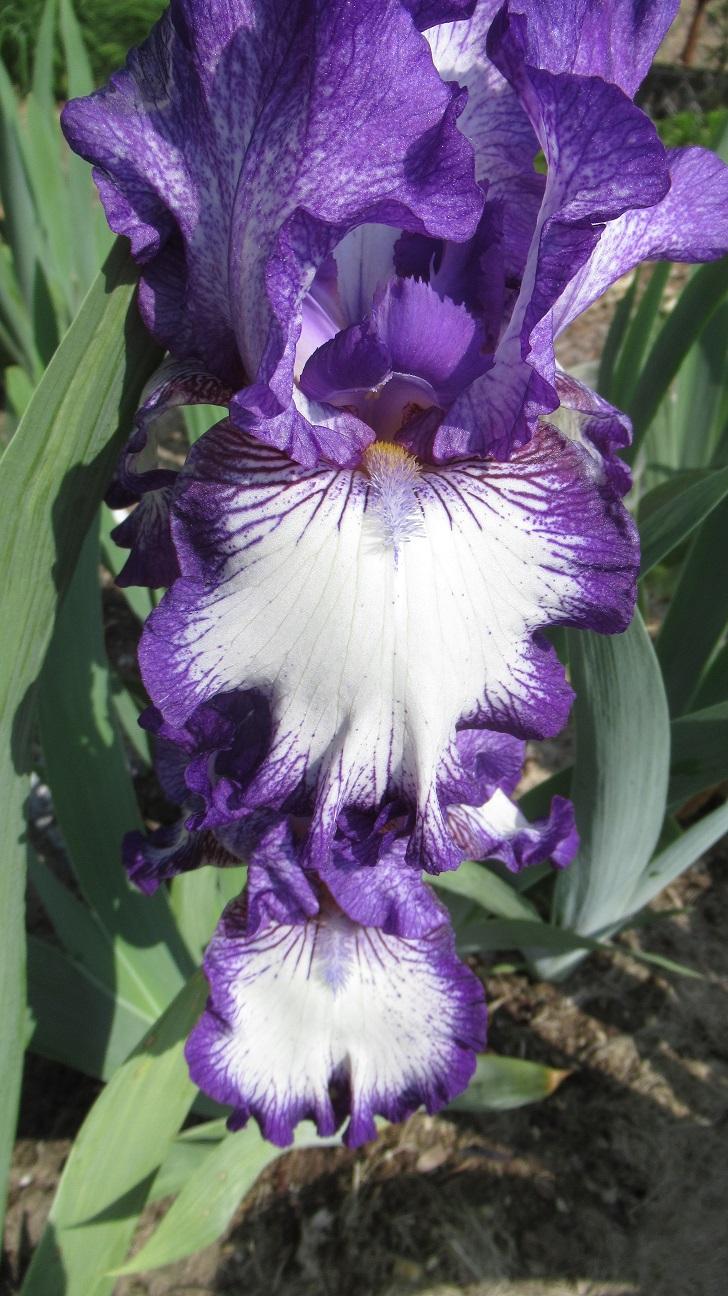 Photo of the bloom of Tall Bearded Iris (Iris 'Art Deco') posted by ...