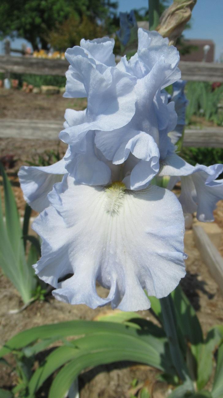 Photo of the bloom of Tall Bearded Iris (Iris 'Absolute Treasure ...