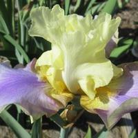 Photo of the bloom of Tall Bearded Iris (Iris 'Carter Spring') posted ...