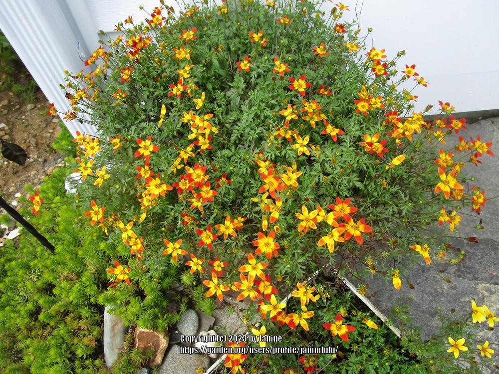 Photo of the entire plant of Arizona Beggarticks (Bidens aurea Beedance ...