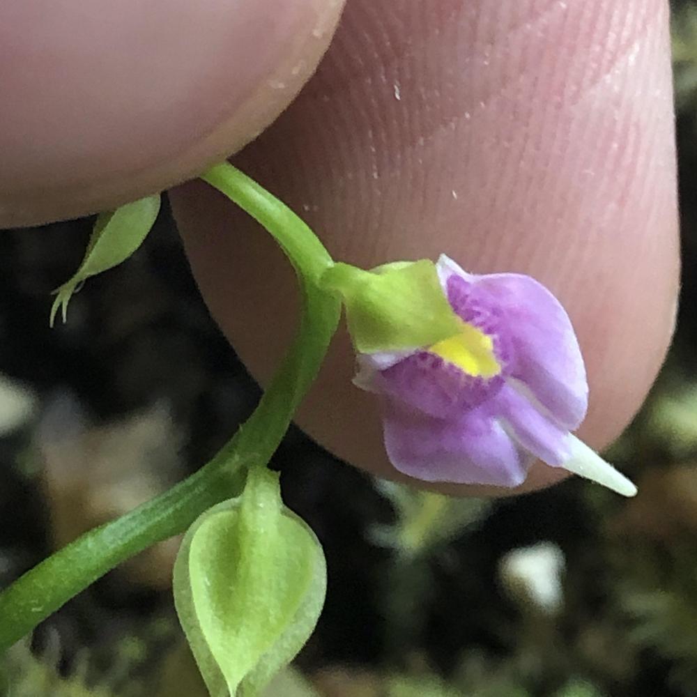 Photo of the bloom of Bladderwort (Utricularia calycifida) posted by ...