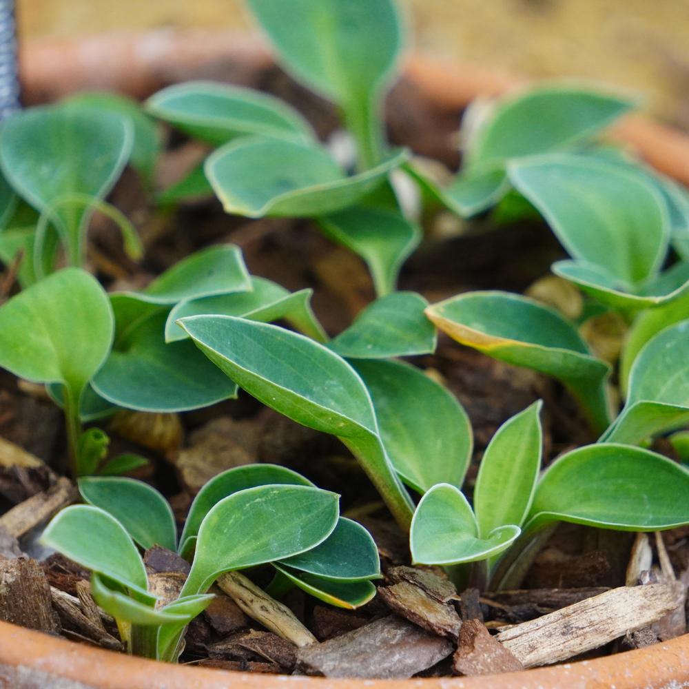 Hosta 'Baby Bunting' in the Hostas Database - Garden.org