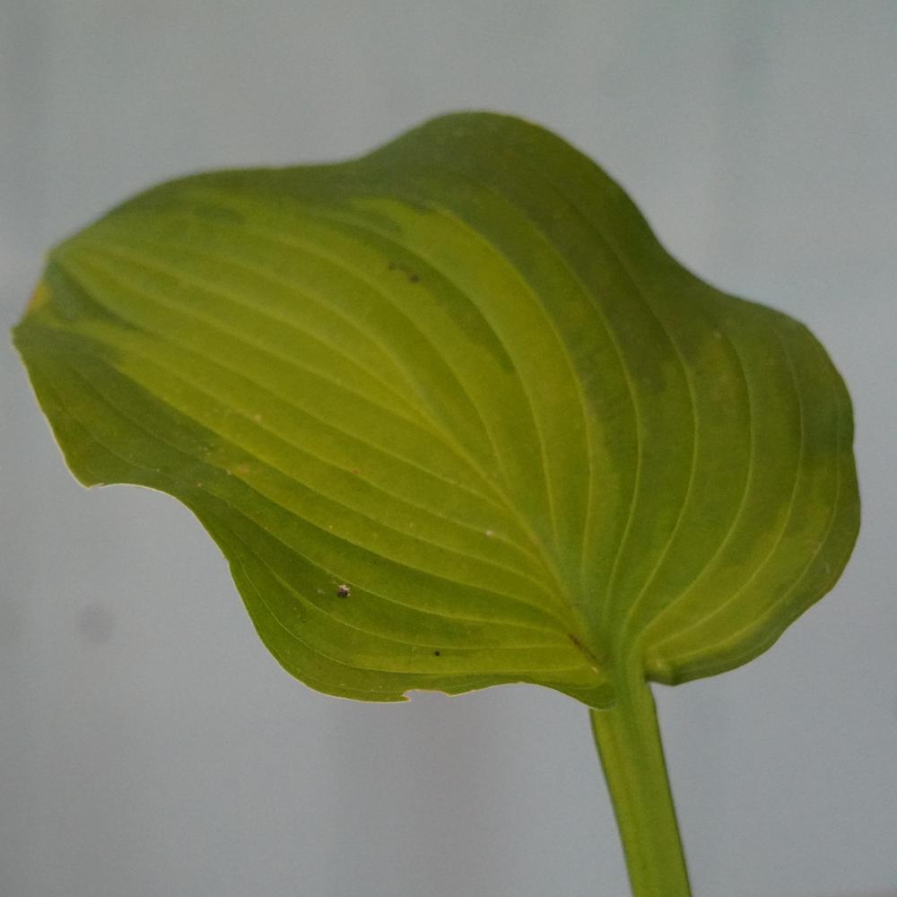 Photo of the leaves of Hosta 'Midwest Magic' posted by D3LL - Garden.org