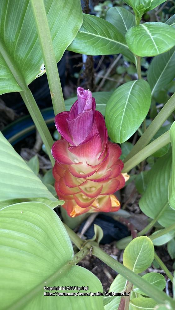 Photo of the closeup of buds, sepals and receptacles of Siam Tulip ...