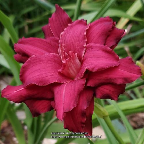 Daylily (Hemerocallis 'Double Pardon Me') in the Daylilies Database ...