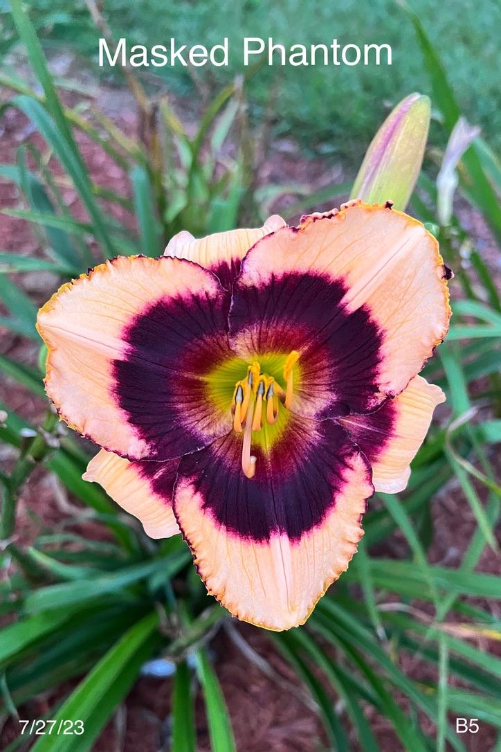Photo of the bloom of Daylily (Hemerocallis 'Masked Phantom') posted by Steve4675 - Garden.org