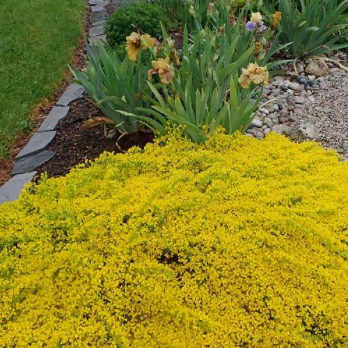 Lydian Broom (Genista lydia Bangle®) - Garden.org