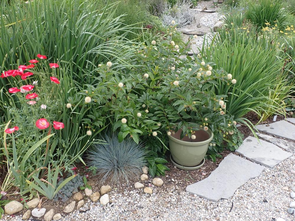 Photo of the entire plant of Buttonbush (Cephalanthus occidentalis ...