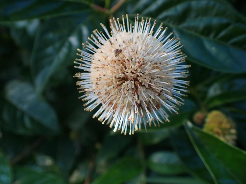 Photo of the bloom of Buttonbush (Cephalanthus occidentalis 'Sputnik ...