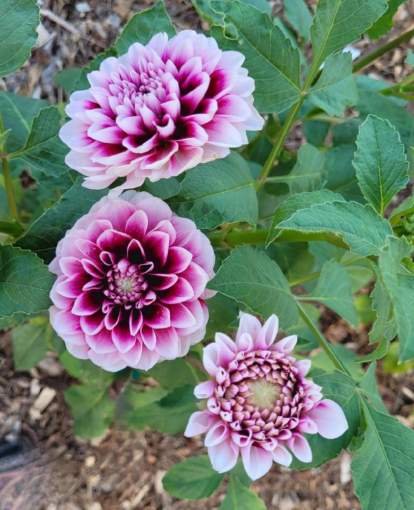 Dahlia 'B-Man' in the Dahlias Database - Garden.org