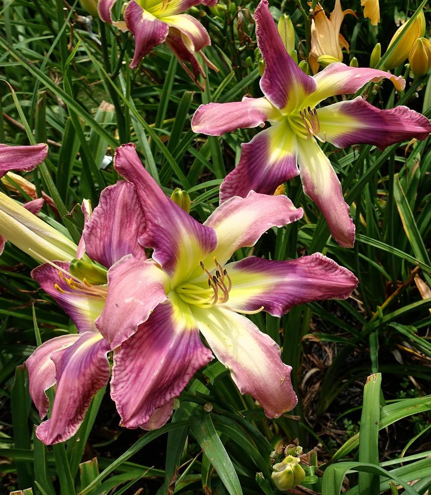 Photo of the bloom of Daylily (Hemerocallis 'Drew Hoo') posted by ...