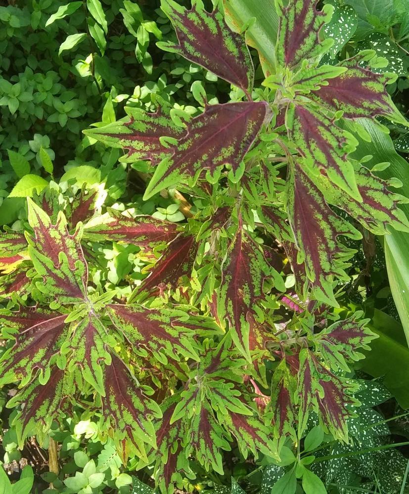 Coleus (Coleus scutellarioides FlameThrower™ Chipotle) in the Coleus ...
