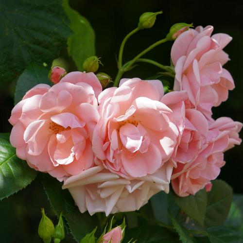 Rose (Rosa 'Astrid Lindgren') in the Roses Database - Garden.org