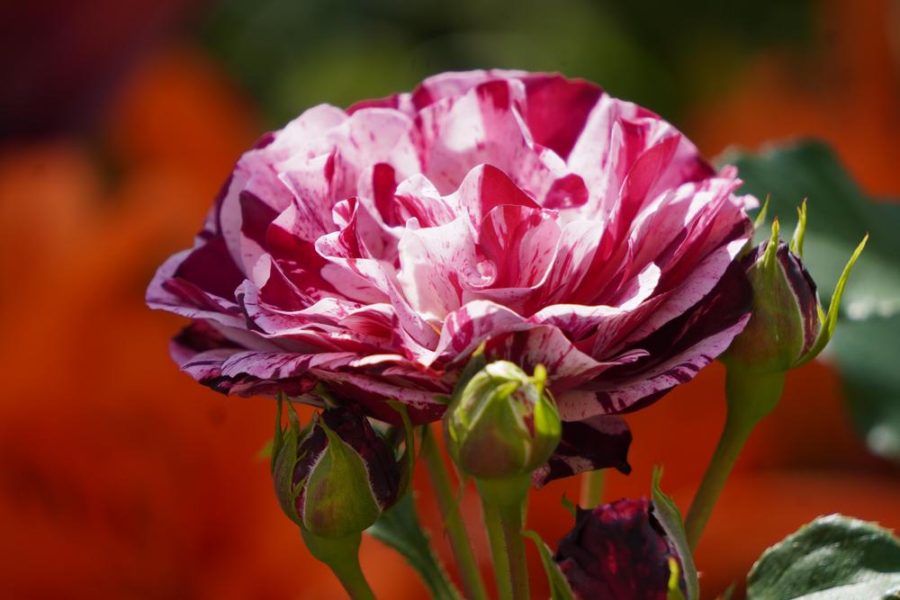 Rose (Rosa 'New Imagine') in the Roses Database - Garden.org