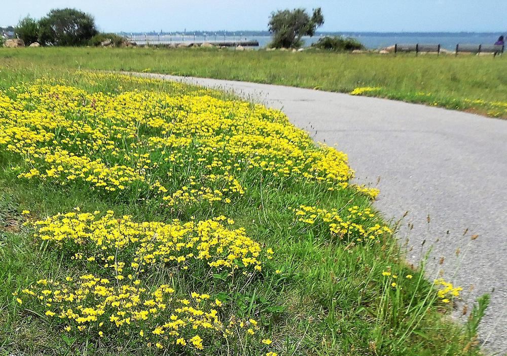 Unidentified Wild Ground Cover in the Plant ID forum - Garden.org