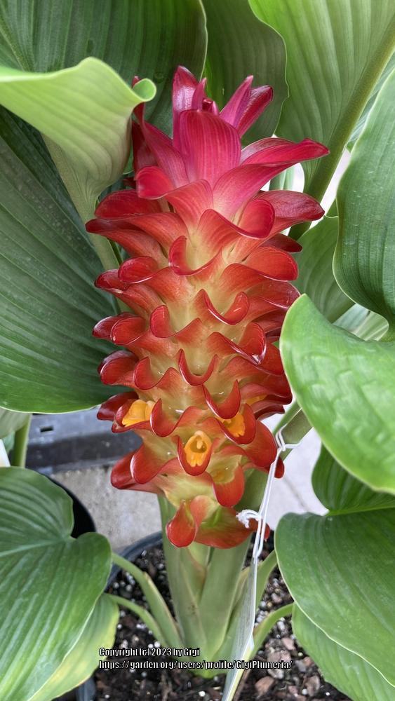 Orange Ginger (Curcuma roscoeana) - Garden.org