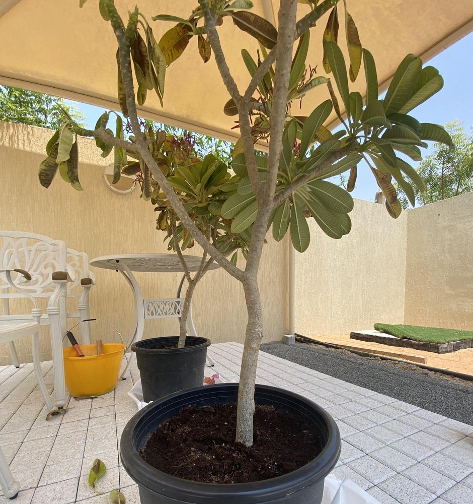 Plumeria tree in the Ask a Question forum - Garden.org