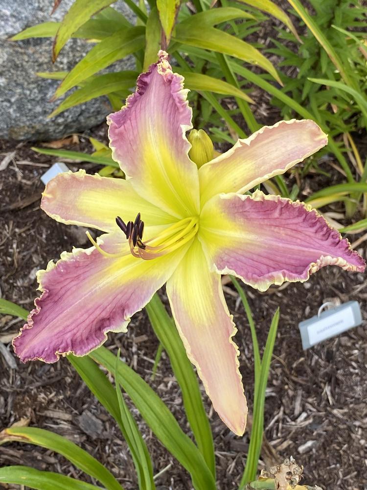 Photo of the bloom of Daylily (Hemerocallis 'Lavender Lightning ...