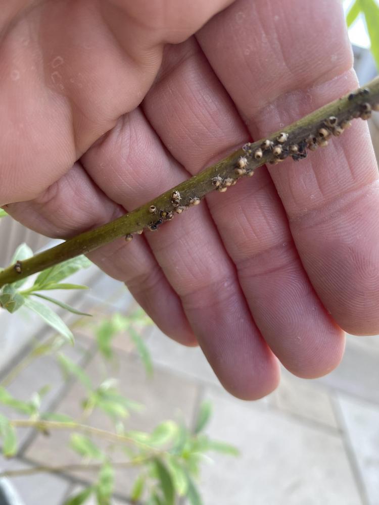 Infestation on pot tree in the Ask a Question forum - Garden.org