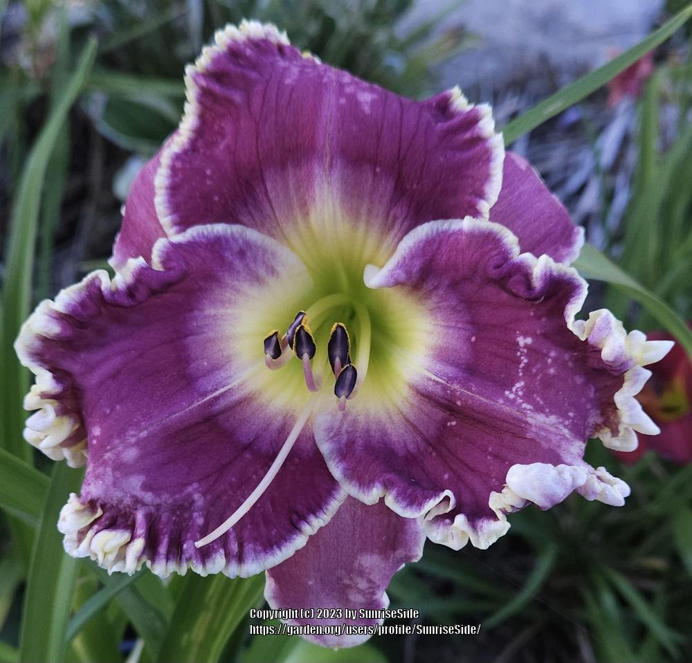 Photo of the bloom of Daylily (Hemerocallis 'Raspberry Eclipse') posted ...