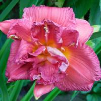 Photo of the bloom of Daylily (Hemerocallis 'Double Intrigue') posted by adknative - Garden.org
