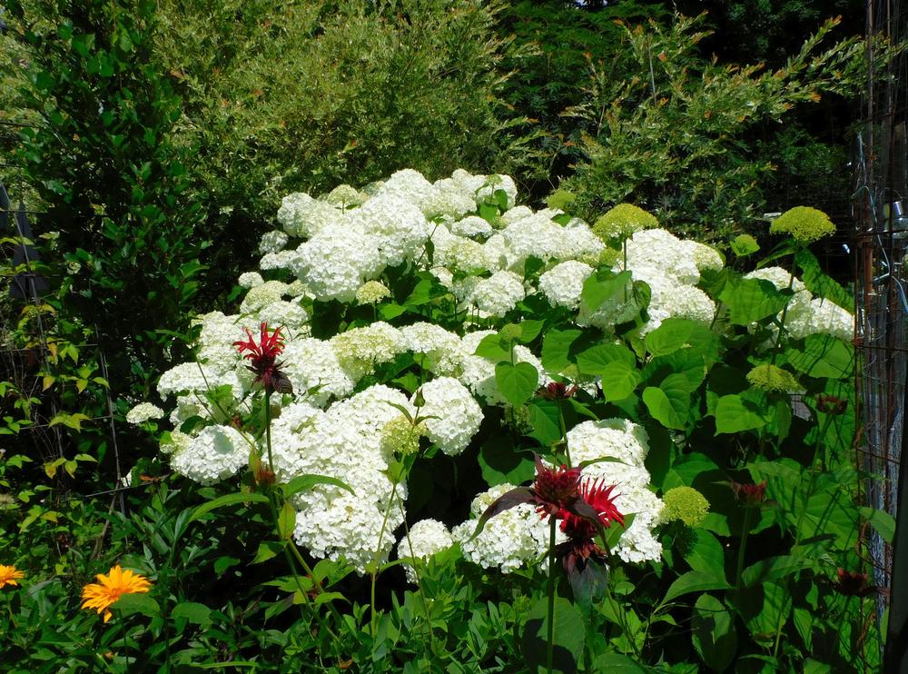 Photo of the entire plant of Smooth Hydrangea (Hydrangea arborescens ...