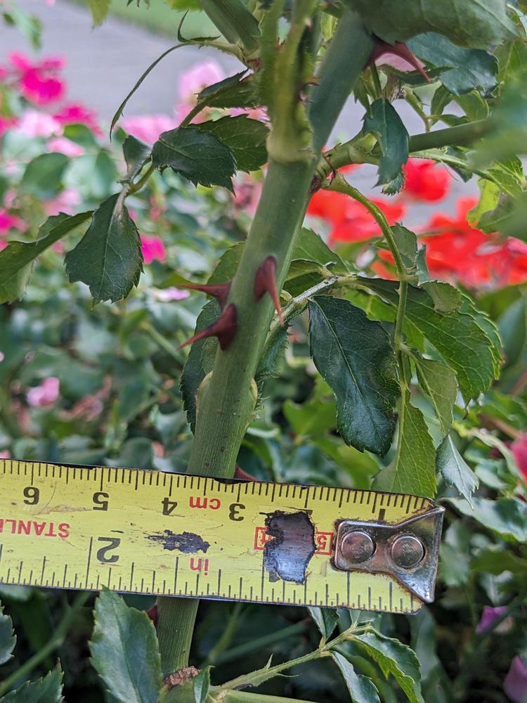 Photo of the thorns, spines, prickles or teeth of Rose (Rosa 'Sweet ...