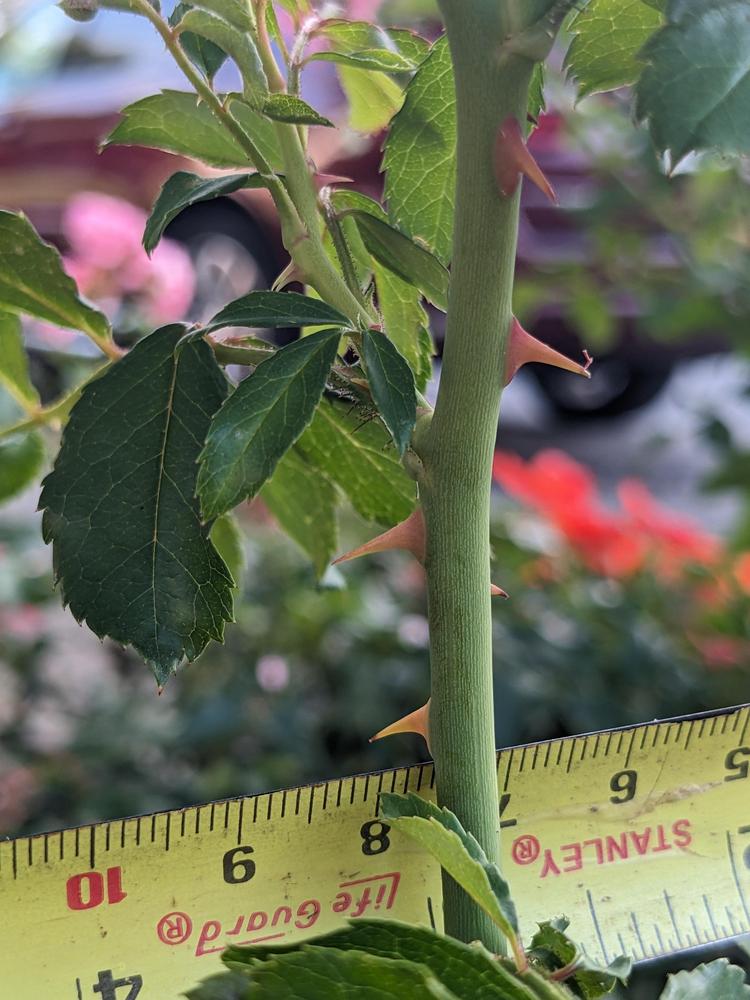 Photo of the thorns, spines, prickles or teeth of Rose (Rosa 'Sweet ...