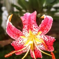 Photo of the bloom of Lily (Lilium speciosum var. speciosum 'Uchida ...