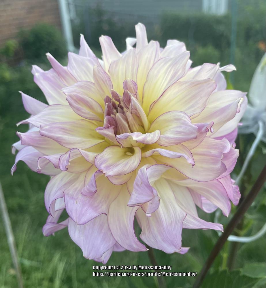 Photo of the bloom of Dahlia 'AC Twisp' posted by Melissamaeday ...