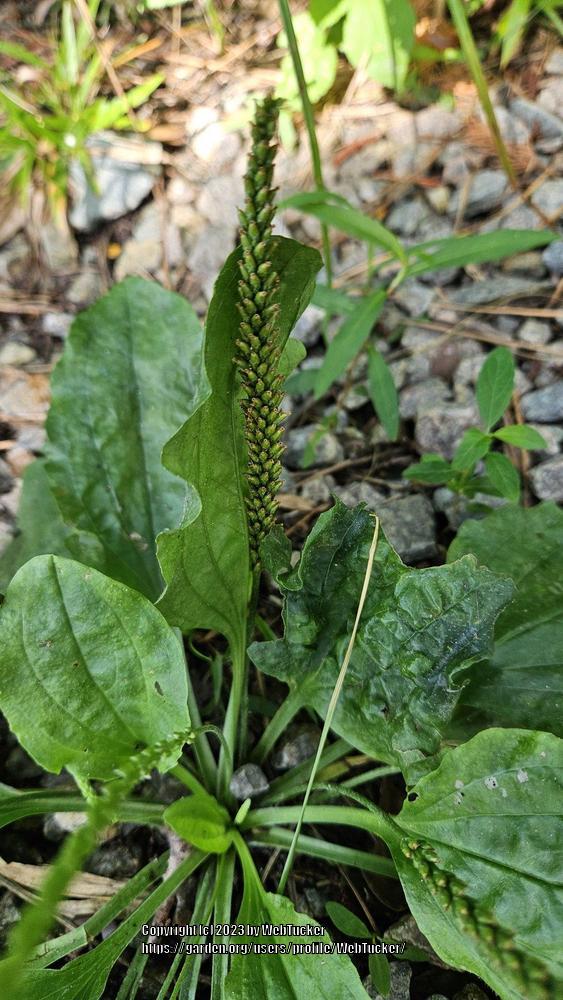 Photo of the bloom of Plantain (Plantago major) posted by WebTucker ...