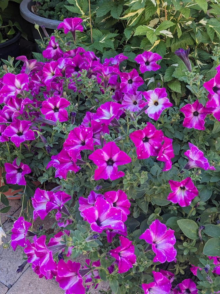 Photo of the bloom of Petunia Headliner™ Enchanted Sky posted by Joy ...