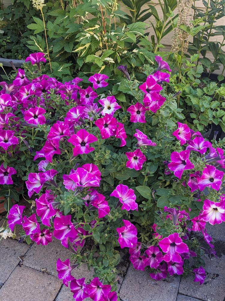 Petunia Headliner™ Enchanted Sky in the Petunias Database - Garden.org