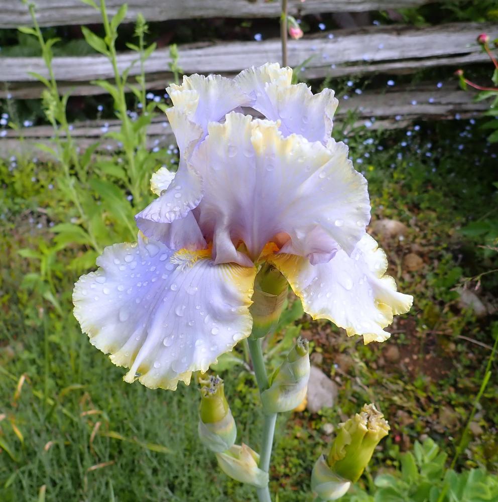 Tall Bearded Iris (Iris 'Birds of a Feather') in the Irises Database ...