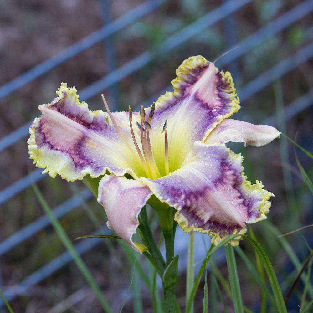 Photo of the bloom of Daylily (Hemerocallis 'Harmonic Hues') posted by ...