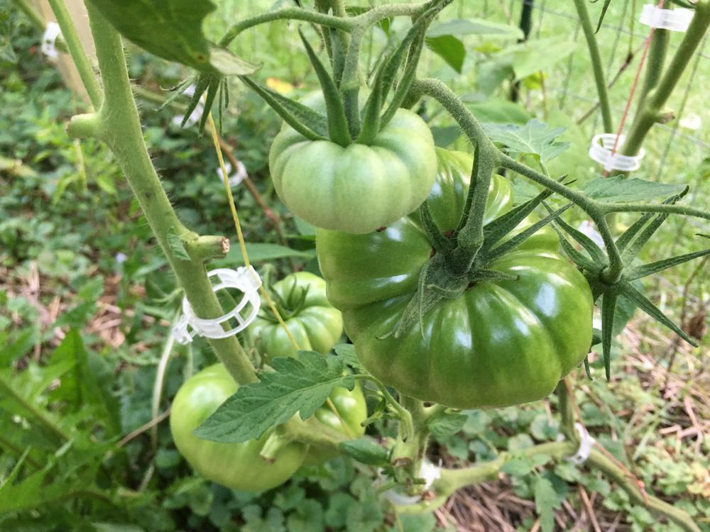 Photo of the fruit of Tomato (Solanum lycopersicum 'Raspberry Giant ...