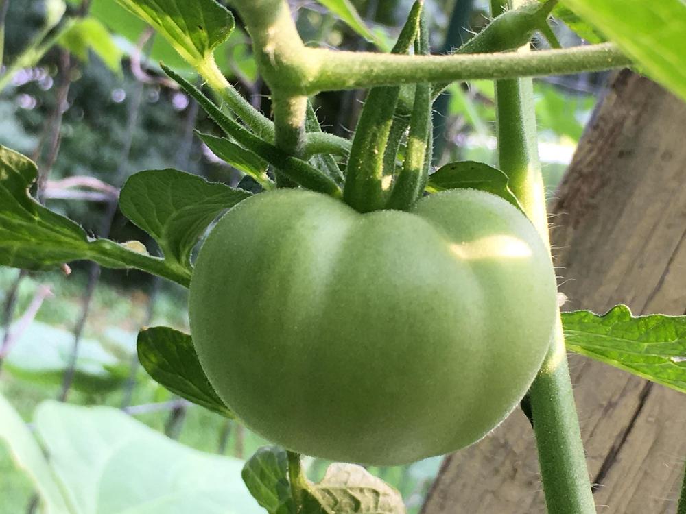 Photo of the fruit of Tomato (Solanum lycopersicum 'Giant Crimson ...