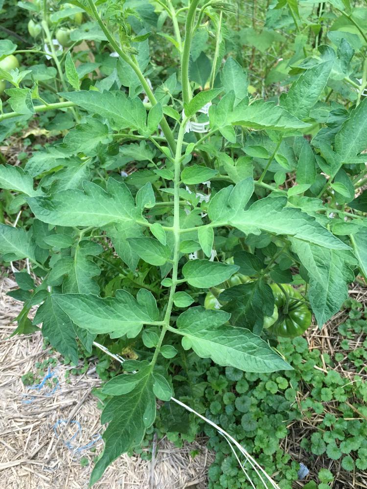 Photo of the leaves of Tomato (Solanum lycopersicum 'Raspberry Giant ...