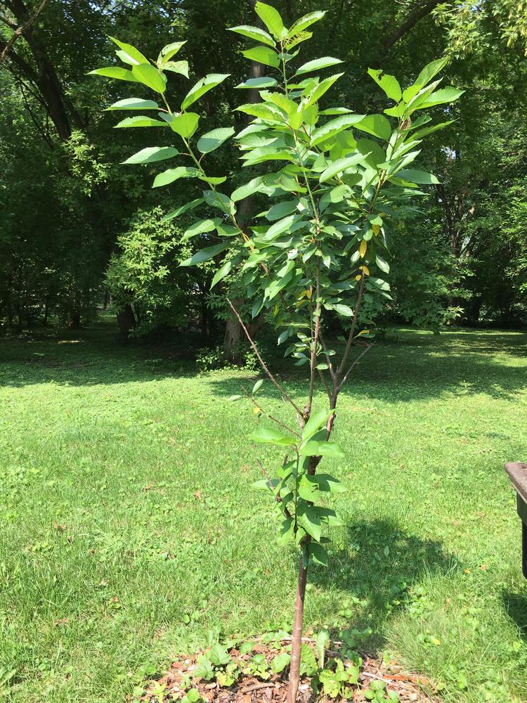 Photo of the entire plant of Sweet Cherry (Prunus avium 'Bing') posted ...