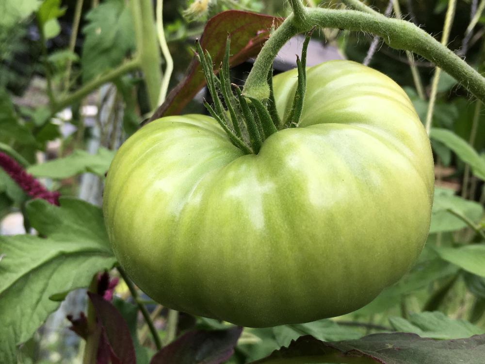 Photo of the fruit of Tomato (Solanum lycopersicum 'Giant Belgium ...
