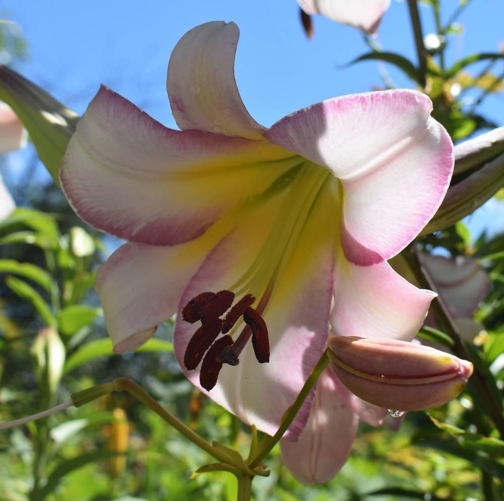 Lily (Lilium 'Beijing Moon') in the Lilies Database - Garden.org