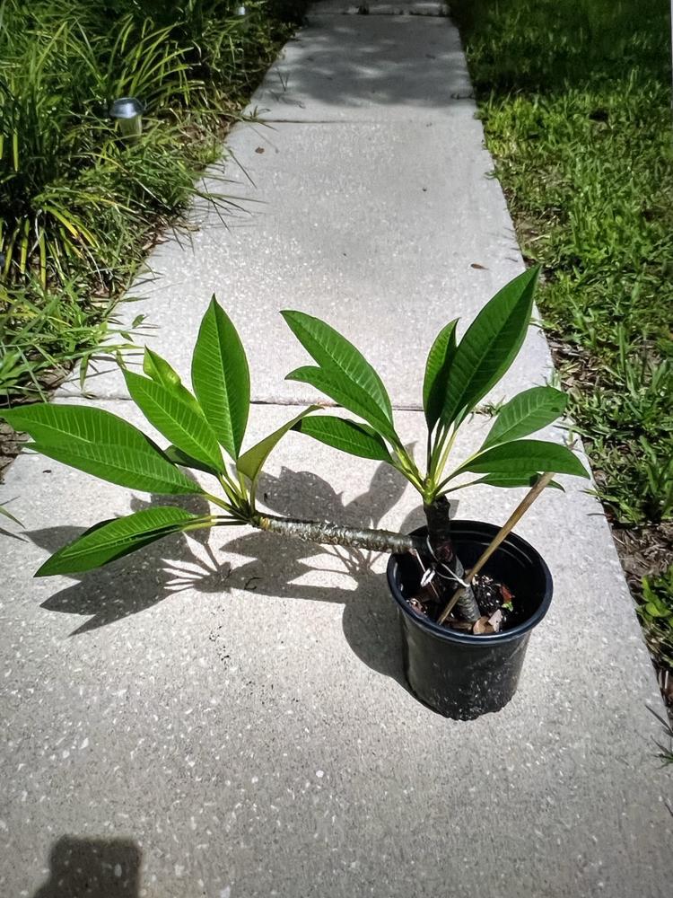 Plumeria cutting in N Central Florida (9A/B), July 2023 in the Plumeria ...
