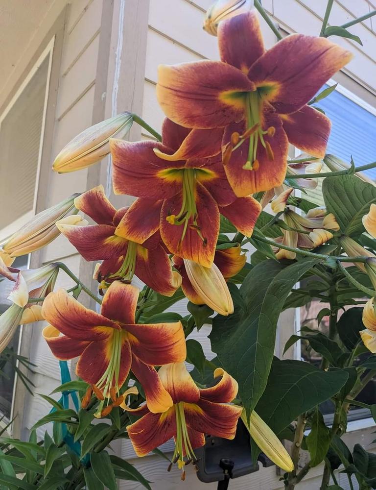 Photo of the bloom of Lily (Lilium 'Red Morning') posted by Joy ...