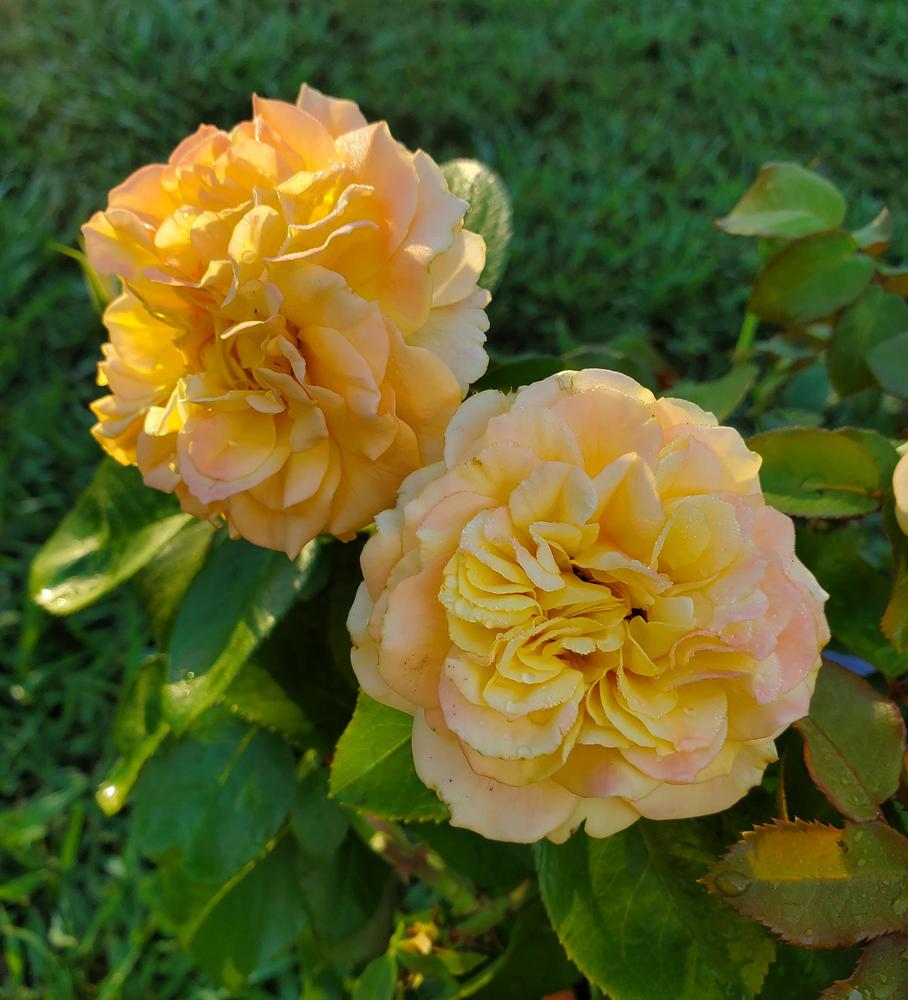 Photo of the bloom of Rose (Rosa 'Morning Glow') posted by emory676 ...