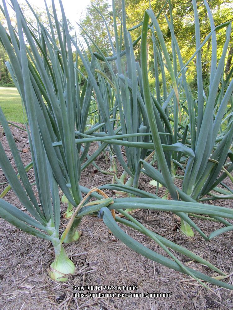 Onion (Allium cepa 'Talon') in the Onions Database - Garden.org