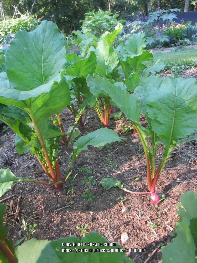 Photo of the entire plant of Turnip (Brassica rapa subsp. rapa 'Red ...
